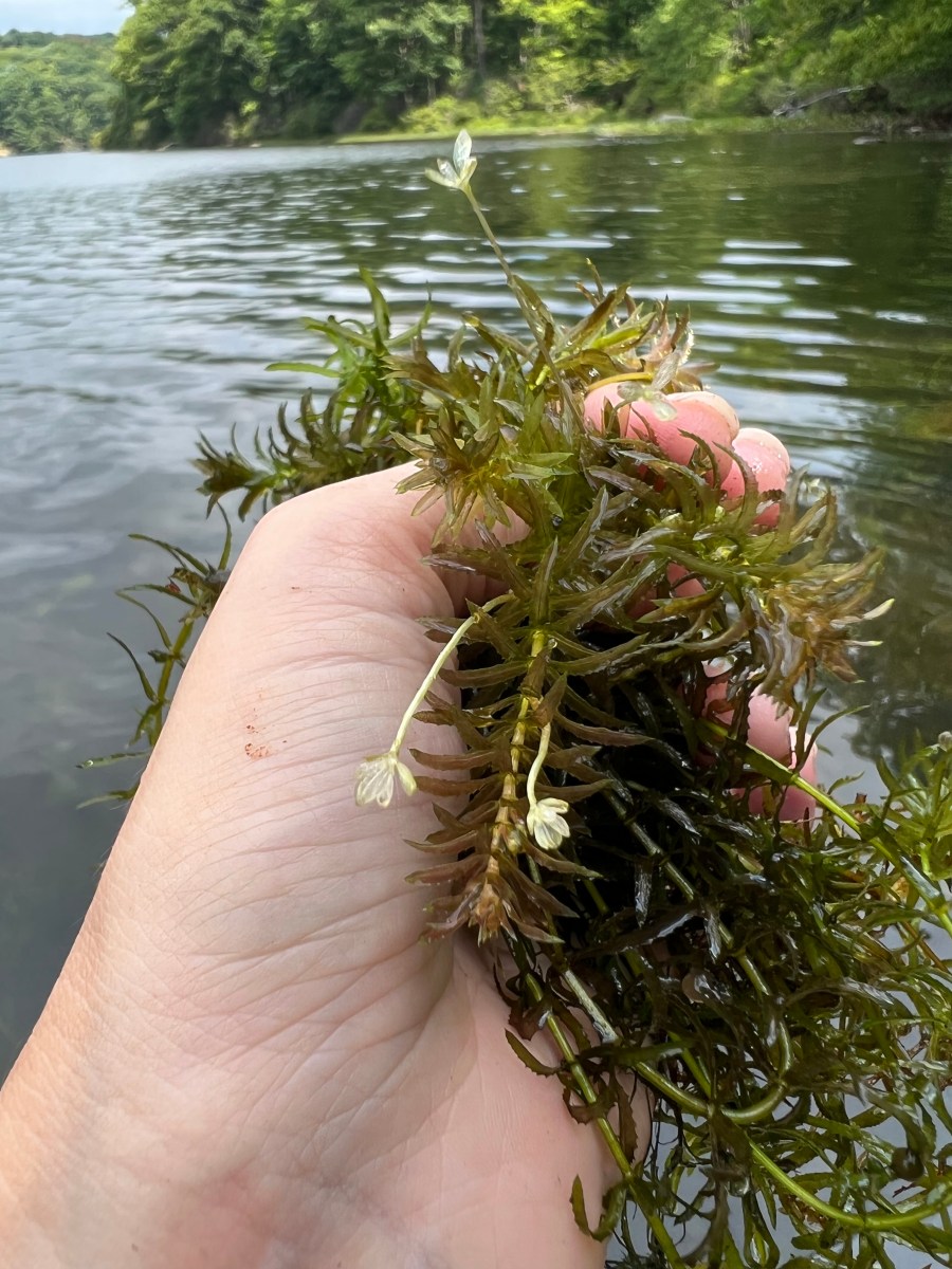 Lake Sebago Hydrilla Control Project – NYS Registered Pesticide Product ...